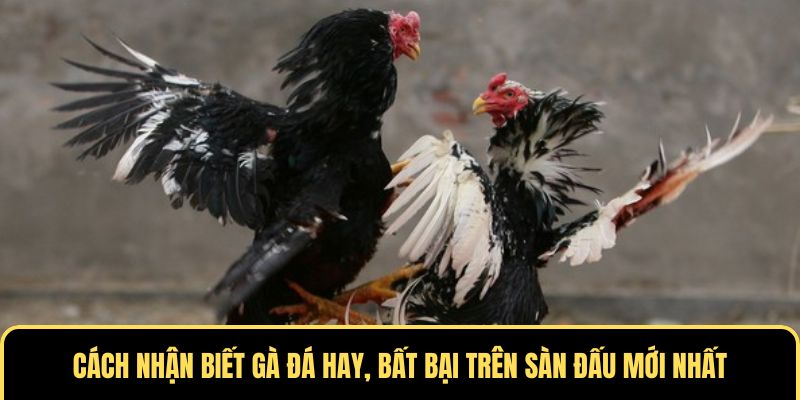Cách Nhận Biết Gà Đá Hay, Bất Bại Trên Sàn Đấu Mới Nhất
